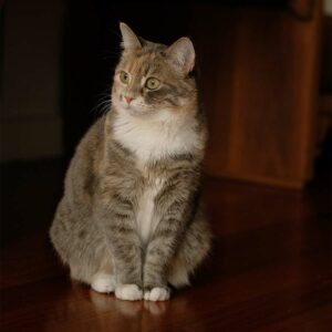 Does Your Cat Have Blood in its Urine? 5 Reasons Why and When it is an ...