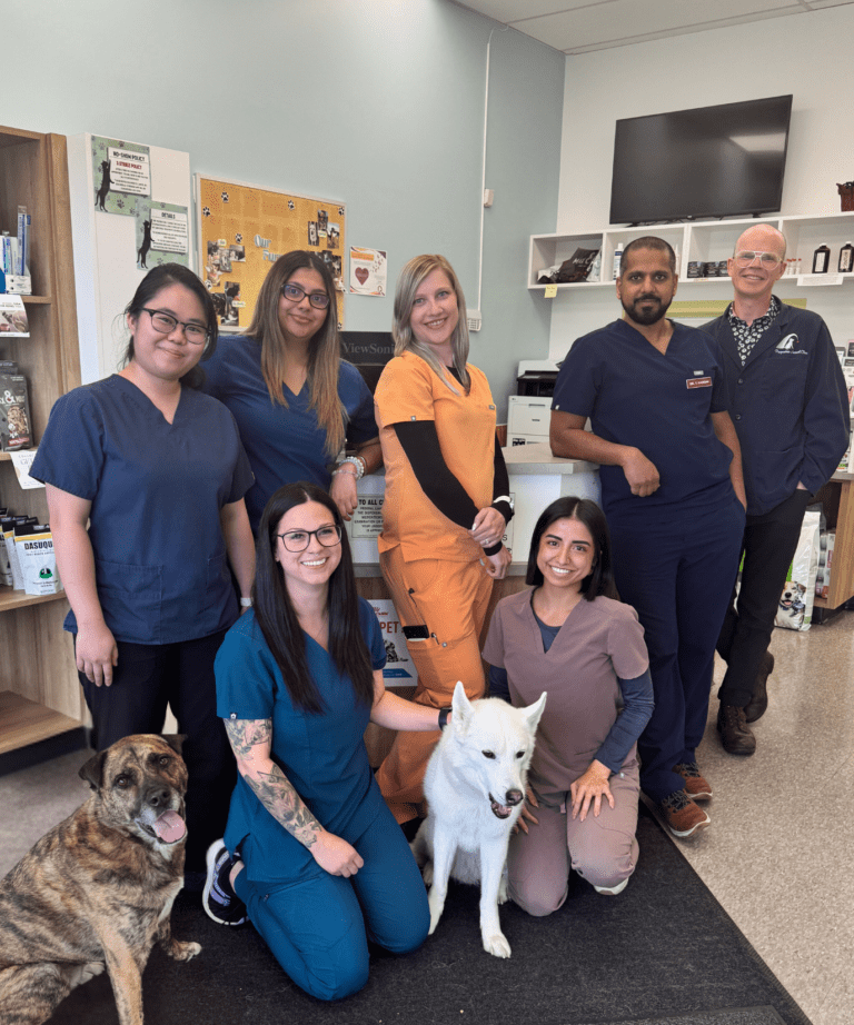 NE Calgary Pet Vet - Properties Animal Clinic